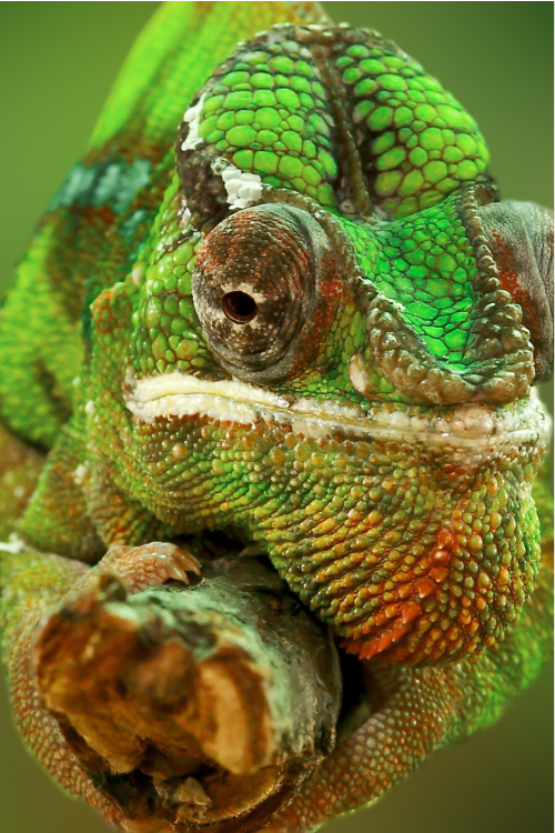 Image CDN | Compress, Optimize & Store Images